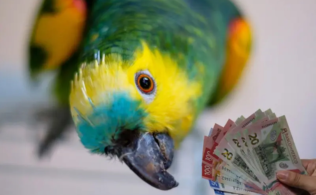 Esta es la multa por tener un perico o loro en casa en México en 2025 – DDT