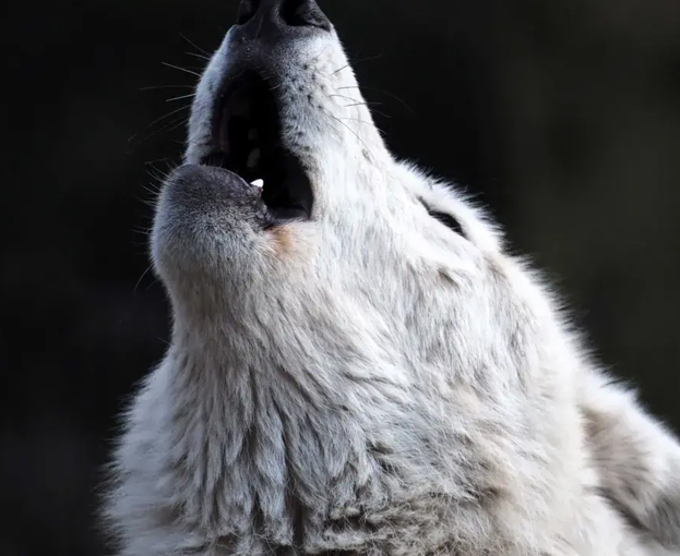 ¿Está la muerte cerca? Esto significa cuando un perro aúlla en la ...