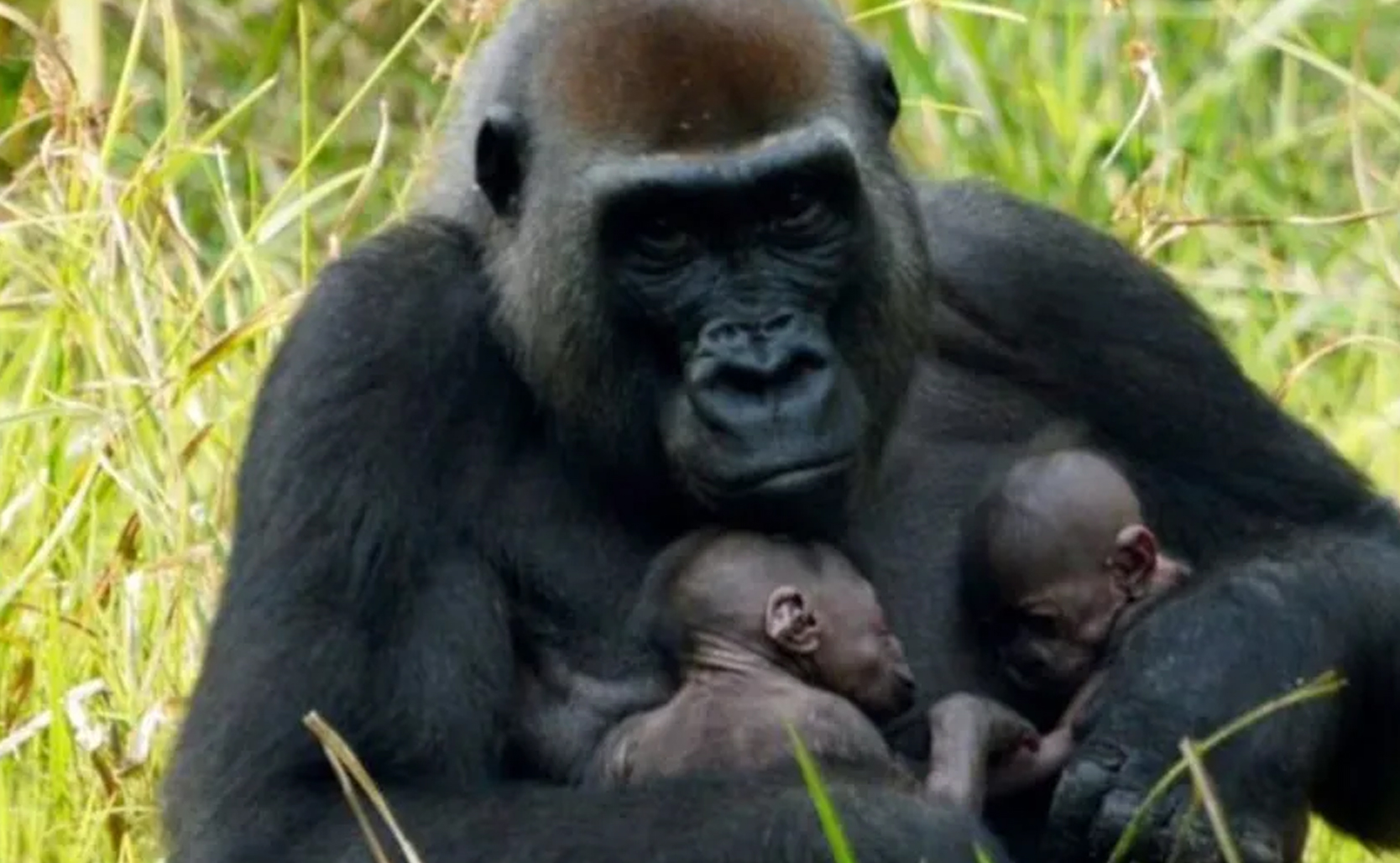 Nacen gorilas gemelos de especie en peligro de extinción en el Congo – DDT